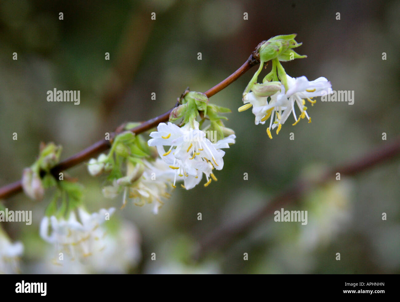 White honeysuckle hi-res stock photography and images - Alamy