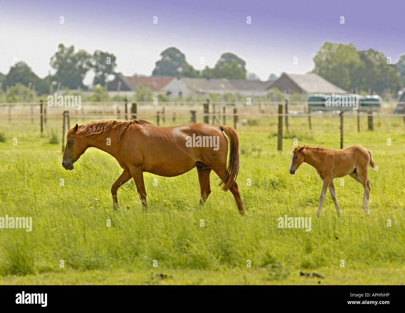 Pferd und Fohlen Stock Photo - Alamy