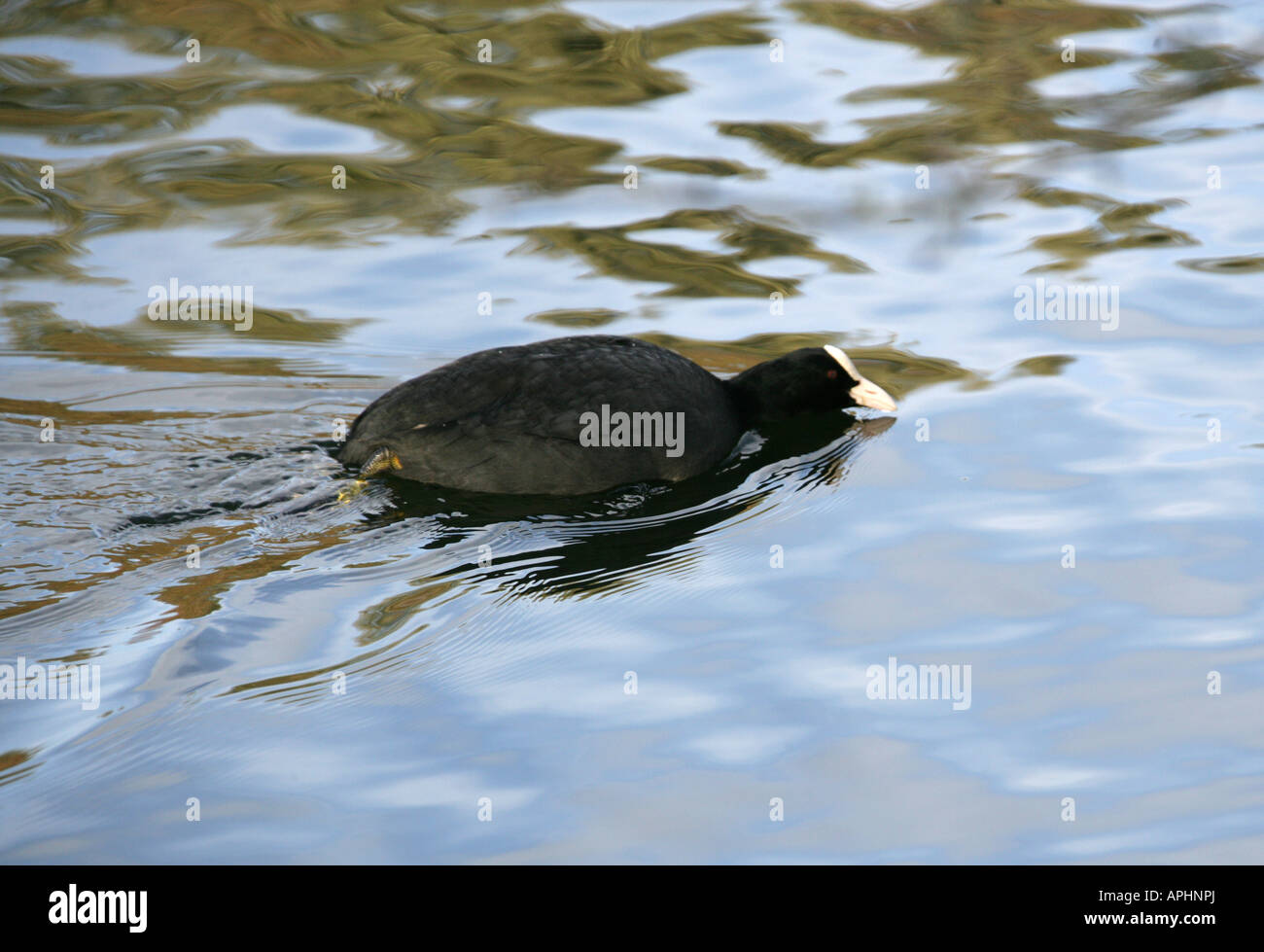 Coot, Fulica atra, in Aggressive Posture Stock Photo - Alamy
