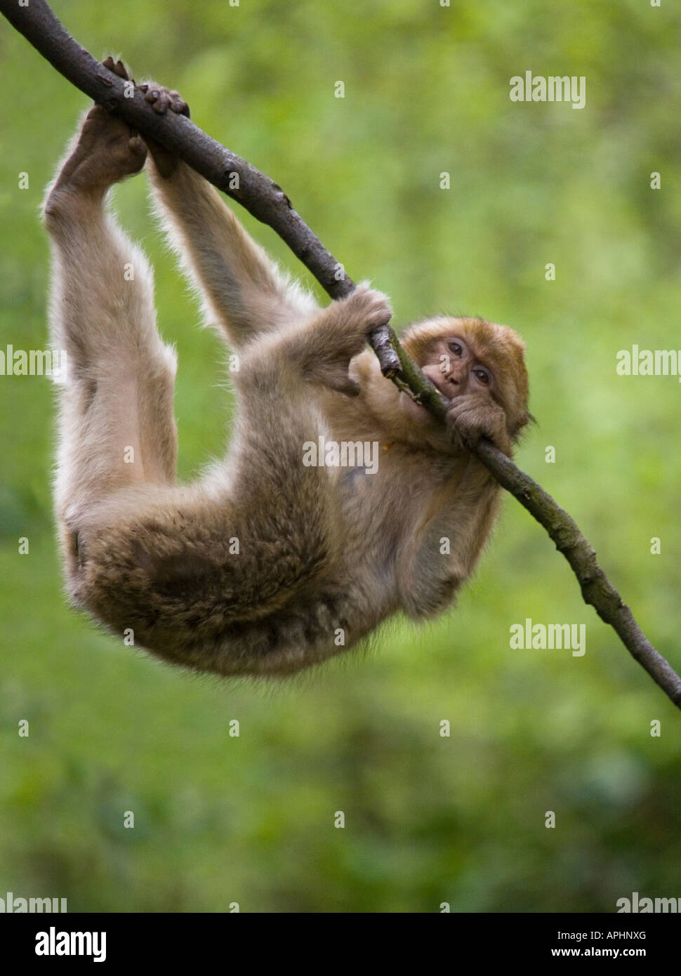 Captive macaque monkey at Monkey Forest Stock Photo - Alamy