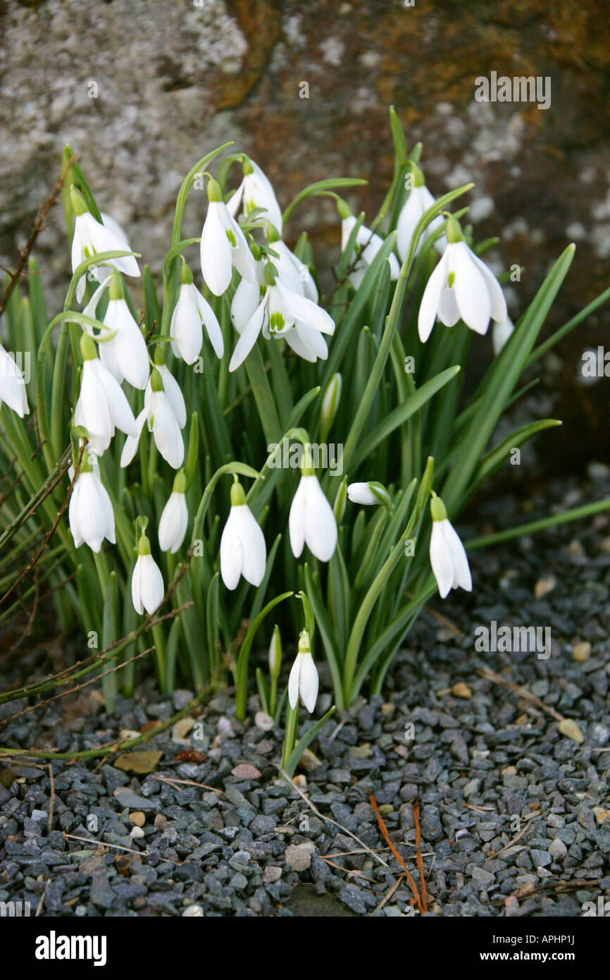 Snowdrops, Galanthus nivalis Atkinsii, Amaryllidaceae Stock Photo - Alamy
