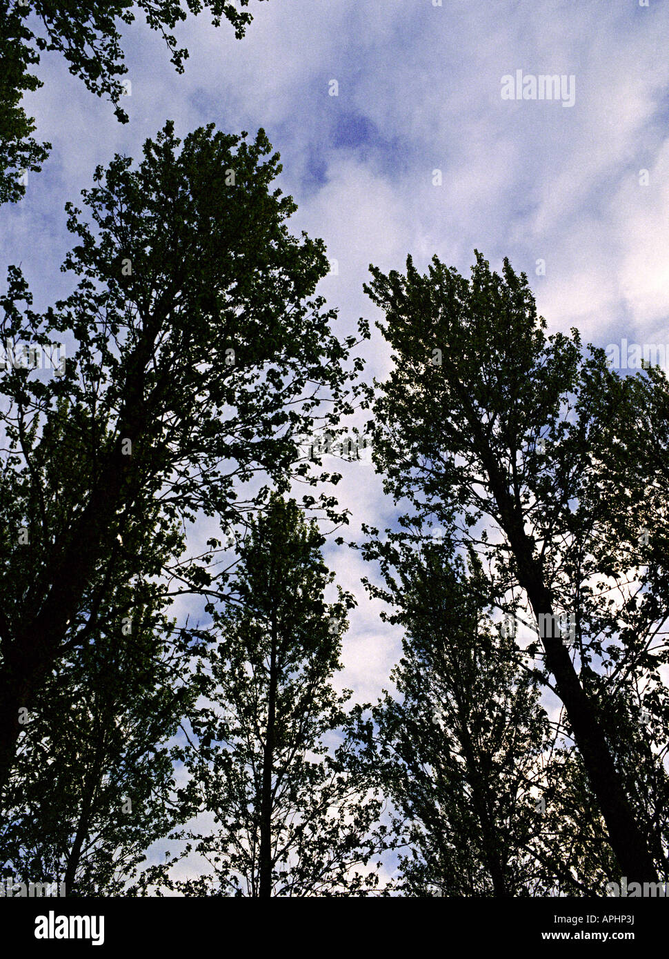 a grouping of trees in the shade Stock Photo - Alamy