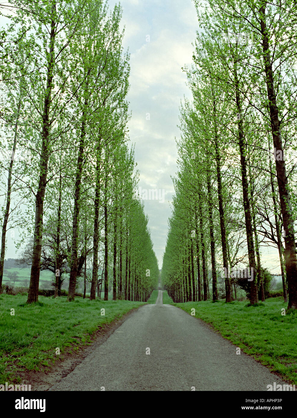 an avenue of trees in the countryside near birmingham Stock Photo - Alamy