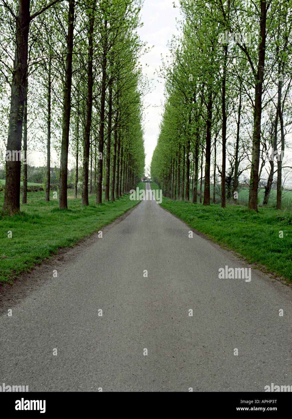 an avenue of trees in the countryside near birmingham Stock Photo - Alamy