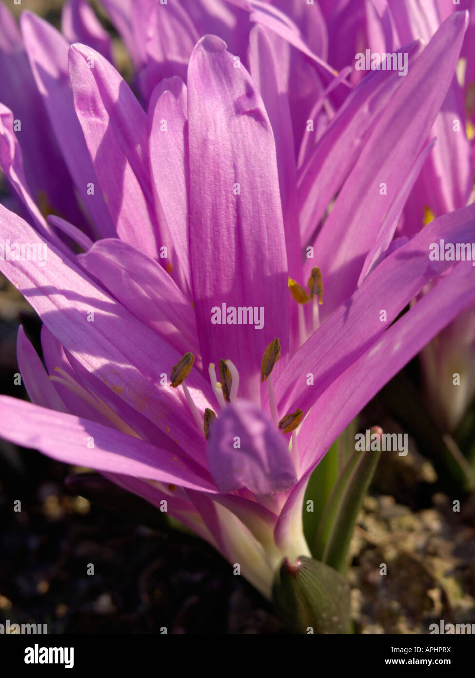 Spring bulbocodium vernum hi-res stock photography and images - Alamy