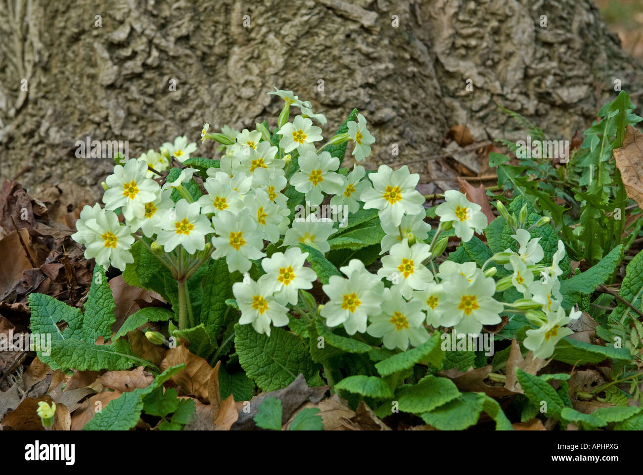 Primrose (Primula vulgaris), group at base of tree Stock Photo - Alamy