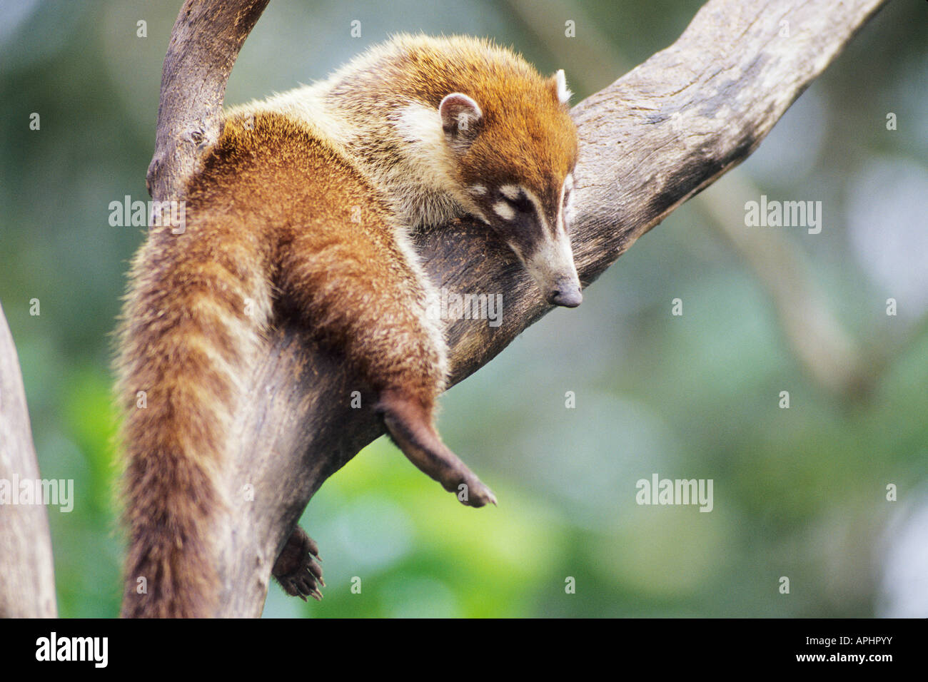 White Nosed Coati Mundi Nasua narica Belize Stock Photo - Alamy