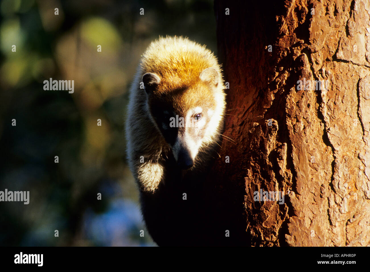 White Nosed Coati Mundi Nasua narica Belize Stock Photo - Alamy