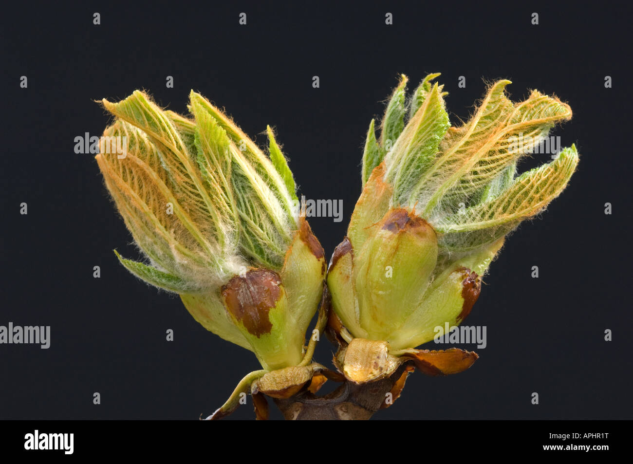 Horse-chestnut (Aesculus hippocastanum), breaking buds Stock Photo - Alamy