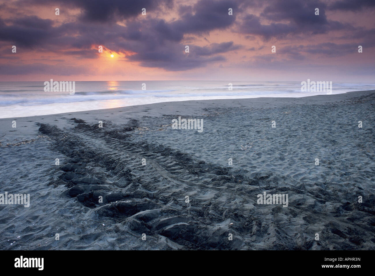Female Leatherback Turtle track after laying eggs on beach, Caribbean ...