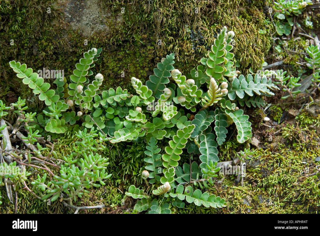 Rustyback Fern (Ceterach officinarum), group Stock Photo - Alamy