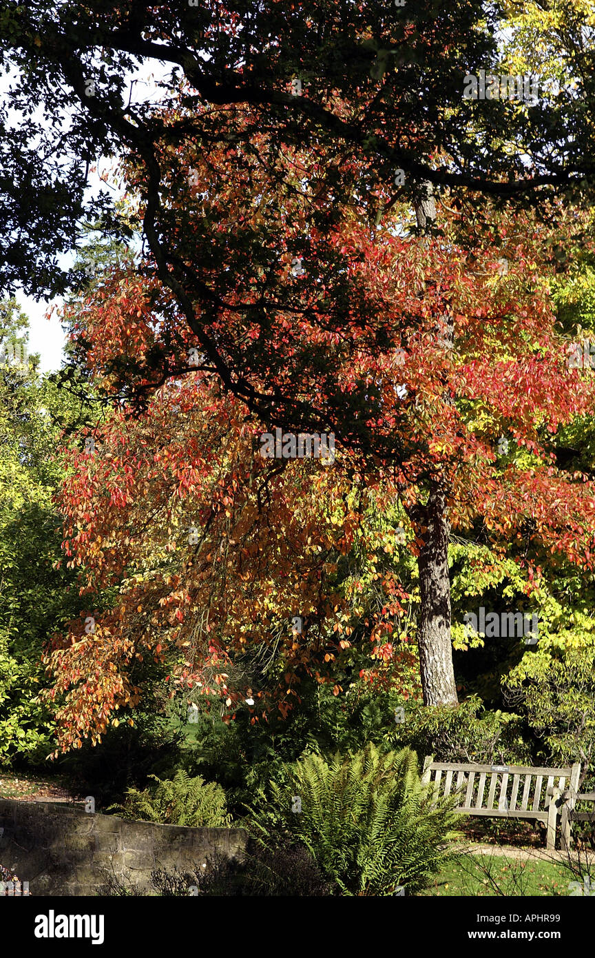Autumn in Wakehurst Kent Stock Photo - Alamy