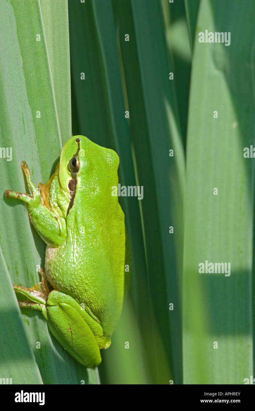 Stripeless Tree Frog (Hyla meridionalis), on White Asphodel Stock Photo ...