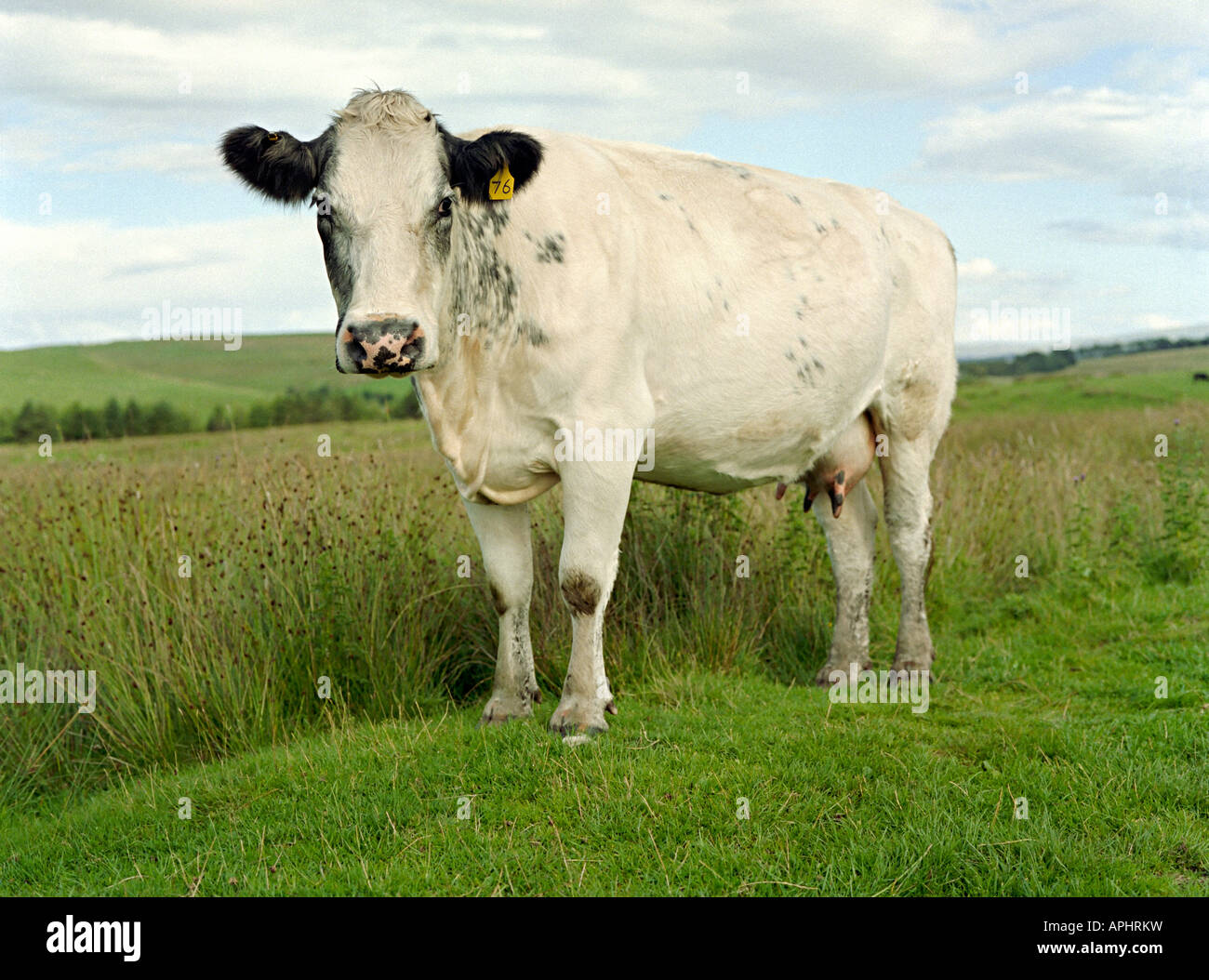 white cow in scotland in the borders Stock Photo - Alamy