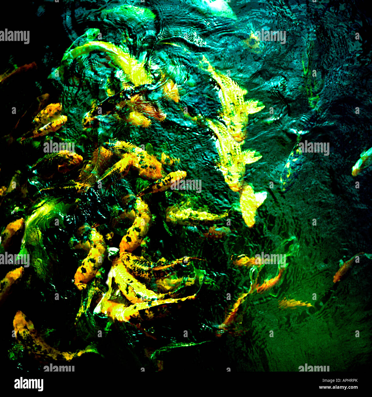 fish pond with coe carp in the pool Stock Photo - Alamy