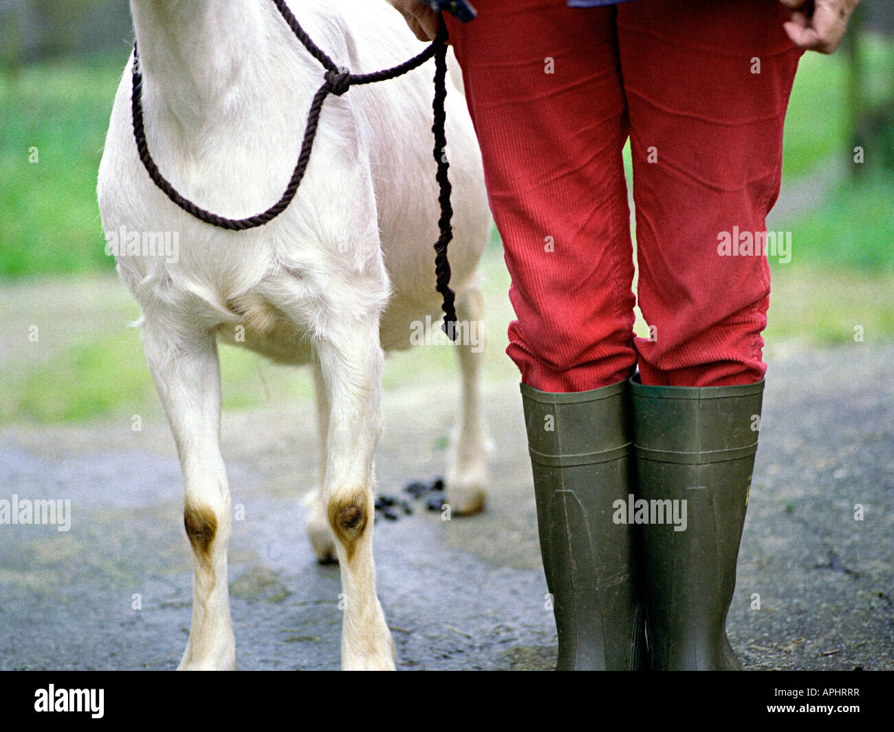 goat Wellington boots red trousers green grass Stock Photo - Alamy