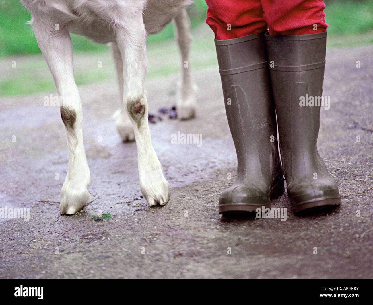 Girl red hair sheep farm hi-res stock photography and images - Alamy