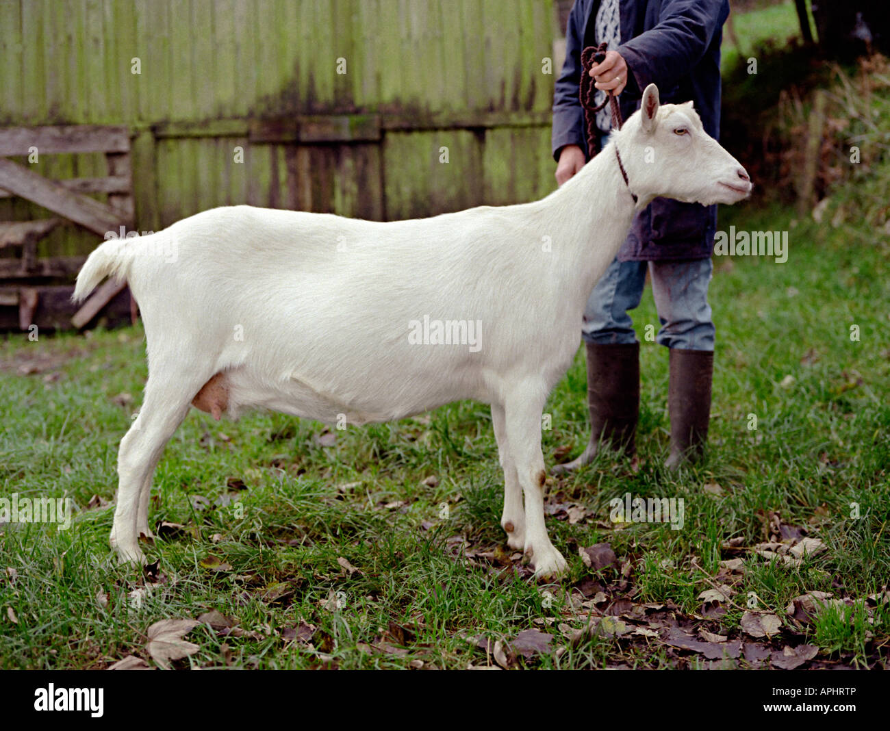 portrait of goat standing still with owner Stock Photo - Alamy