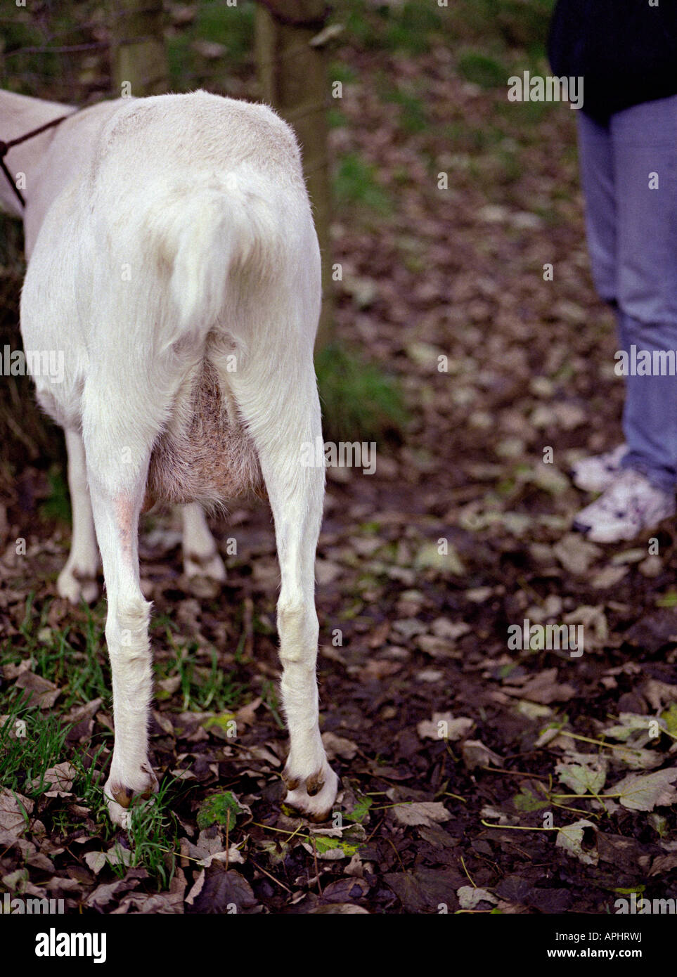 goat bottom white animal Stock Photo - Alamy