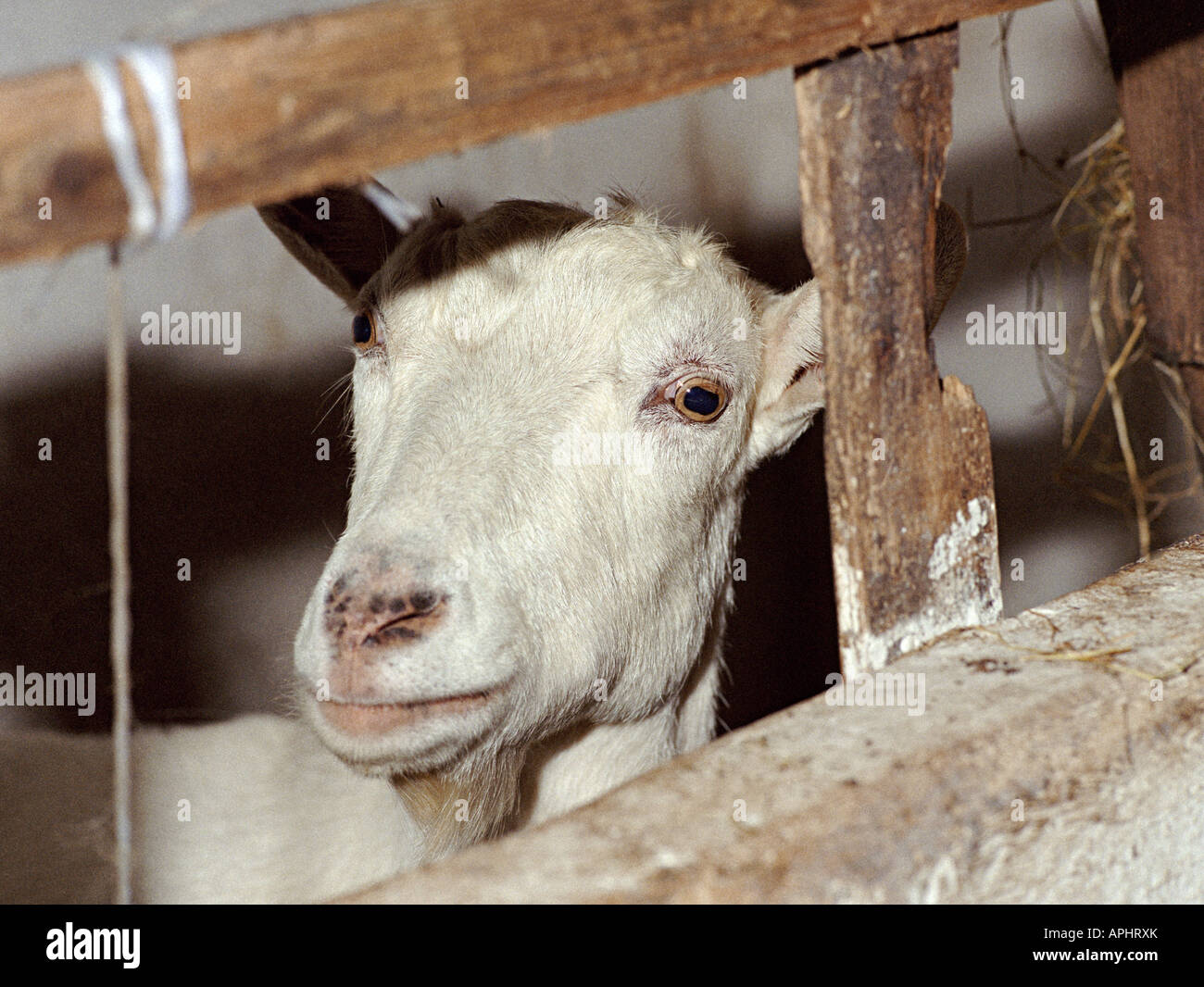 image of a goat portrait Stock Photo - Alamy