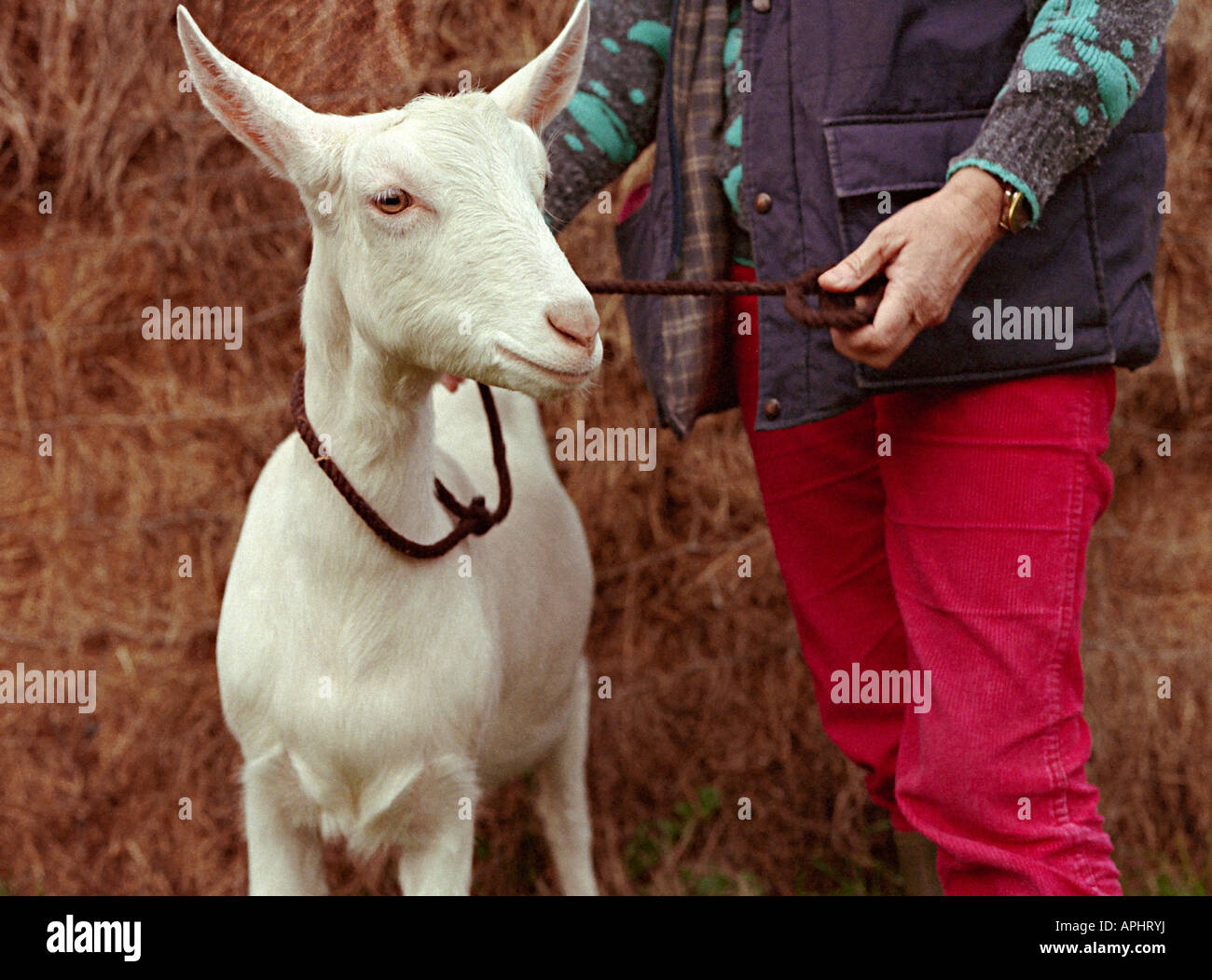 white goat and owner Stock Photo - Alamy