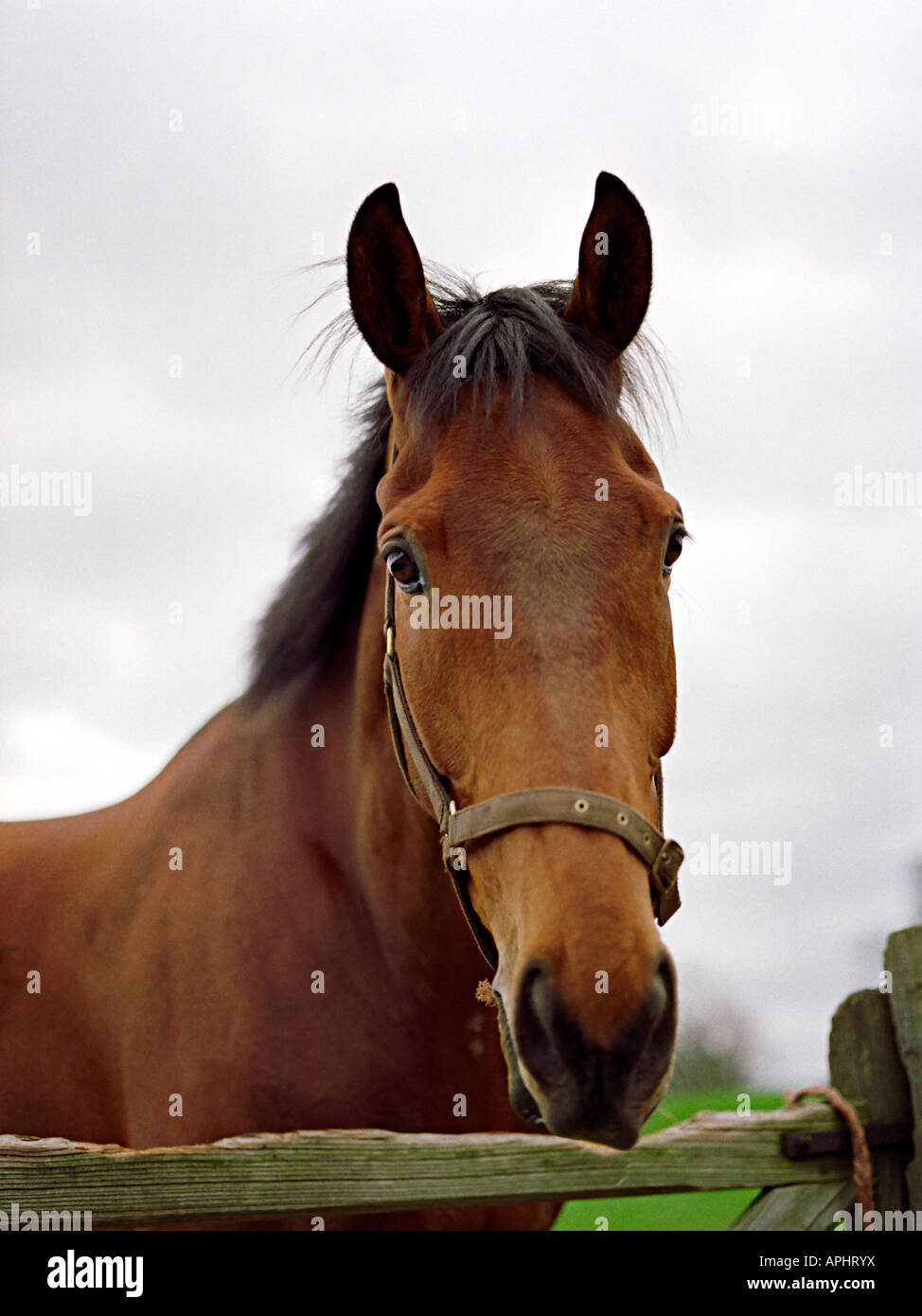 a portrait of a brown horse Stock Photo - Alamy