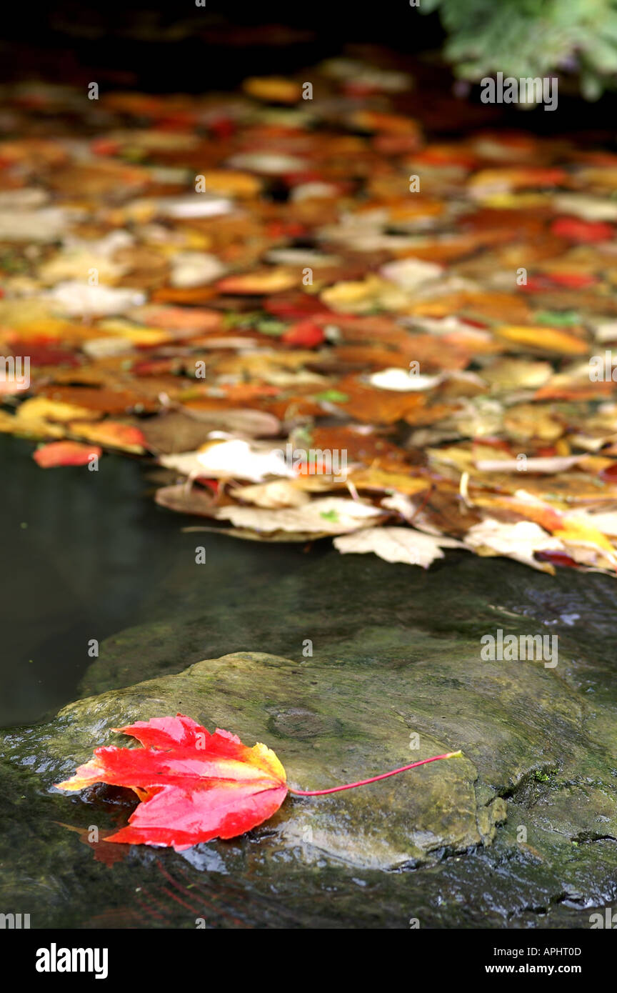 Maple leaf in the stream England Stock Photo - Alamy