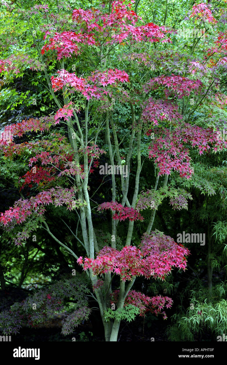Acer palmatum Japanese Maple England Stock Photo - Alamy