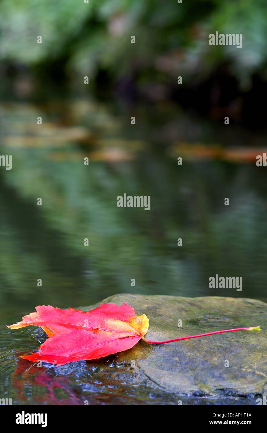 Red leaf on the rock Surrey England Stock Photo - Alamy
