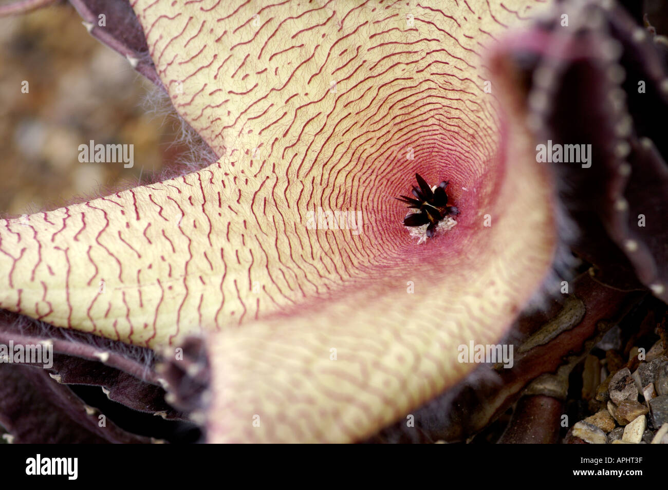 Capelia gigantea plant Surrey England Stock Photo - Alamy