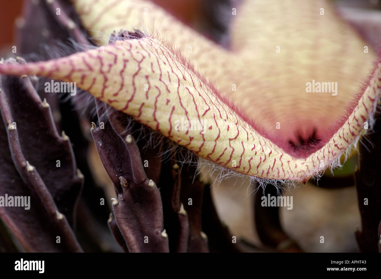 Capelia gigantea plant Surrey England Stock Photo - Alamy