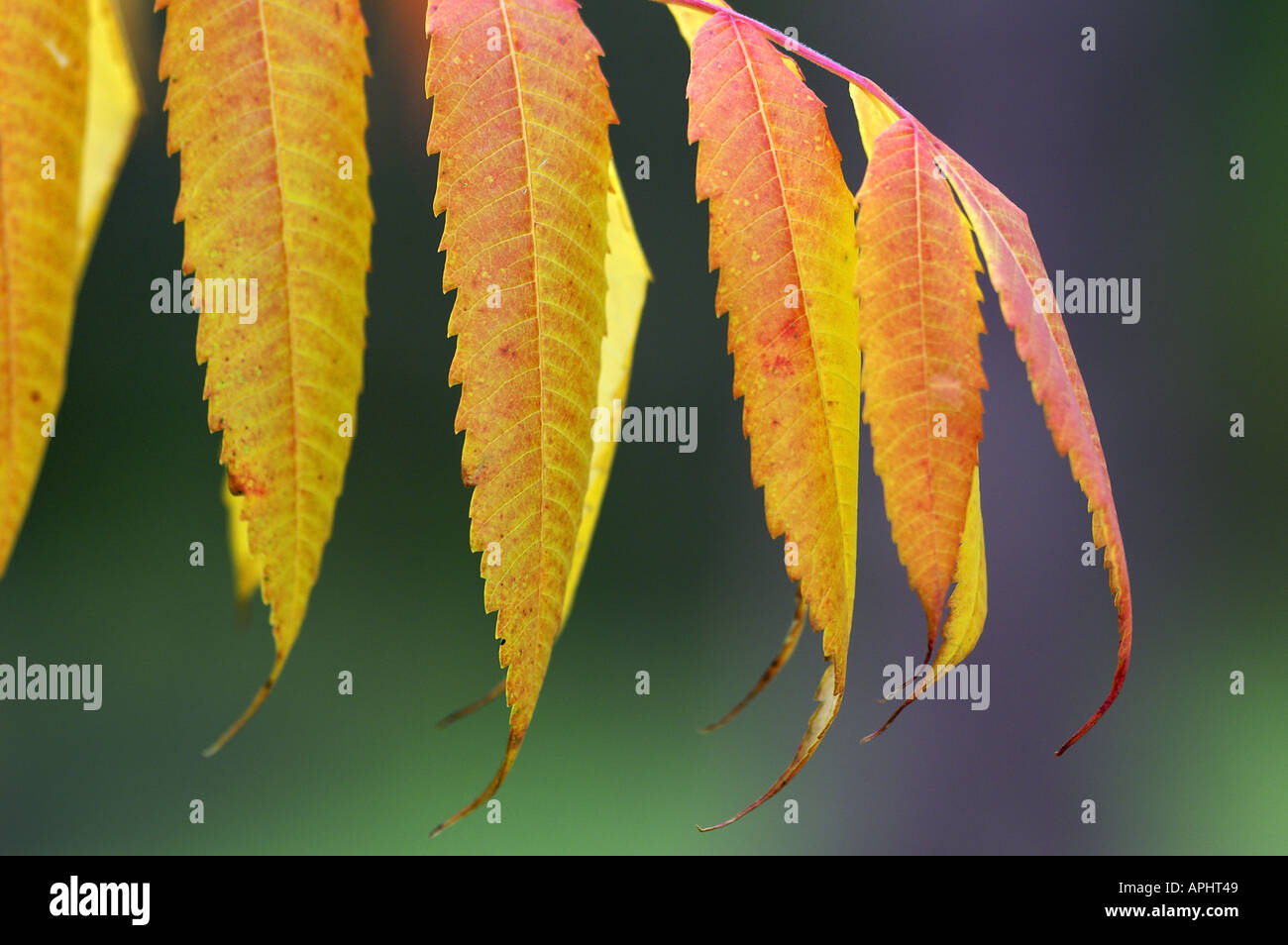 Staghorn sumac tree Rhus typhina leaves Surrey England Stock Photo - Alamy