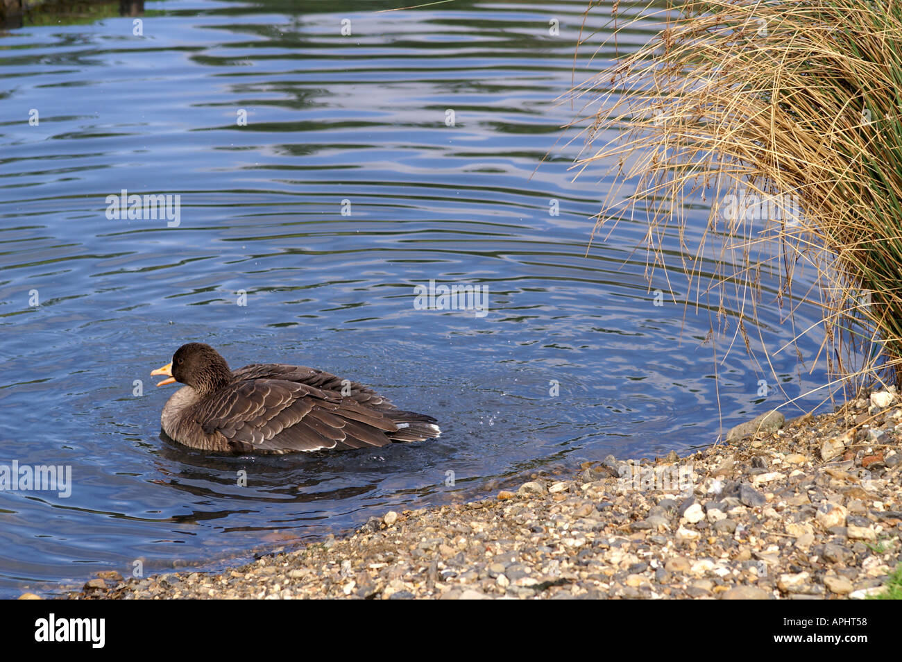 Duck and reeds hi-res stock photography and images - Alamy