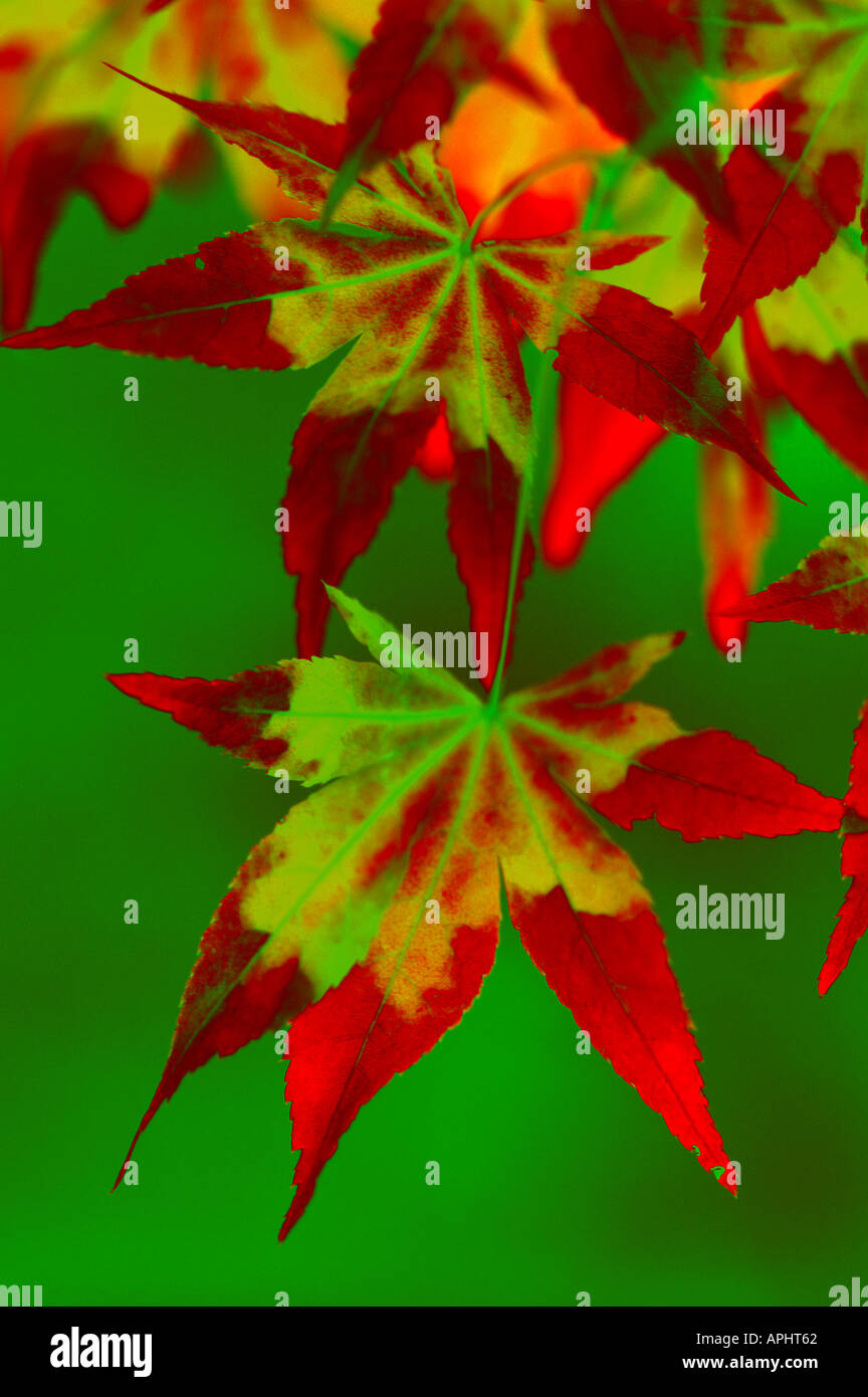 Maple tree Acer Palmatum Surrey England Stock Photo - Alamy