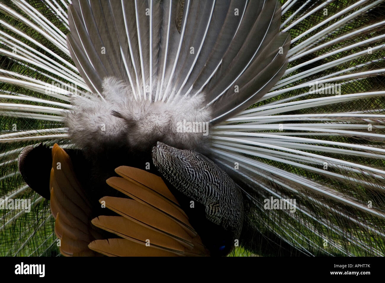 Rear view of male peacock in full display Stock Photo - Alamy