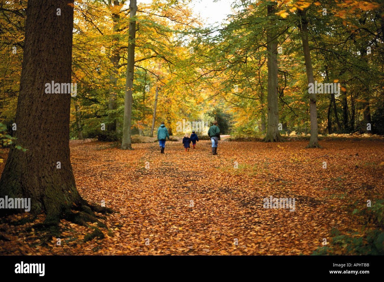 A family walking through Burnham Beeches Buckinghamshire England Stock ...