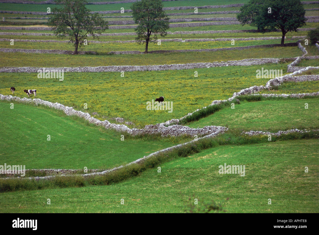Peak District fields divided by dry stone walls A few cows grazing ...