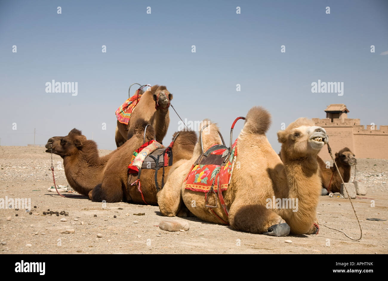 Camel route hi-res stock photography and images - Alamy