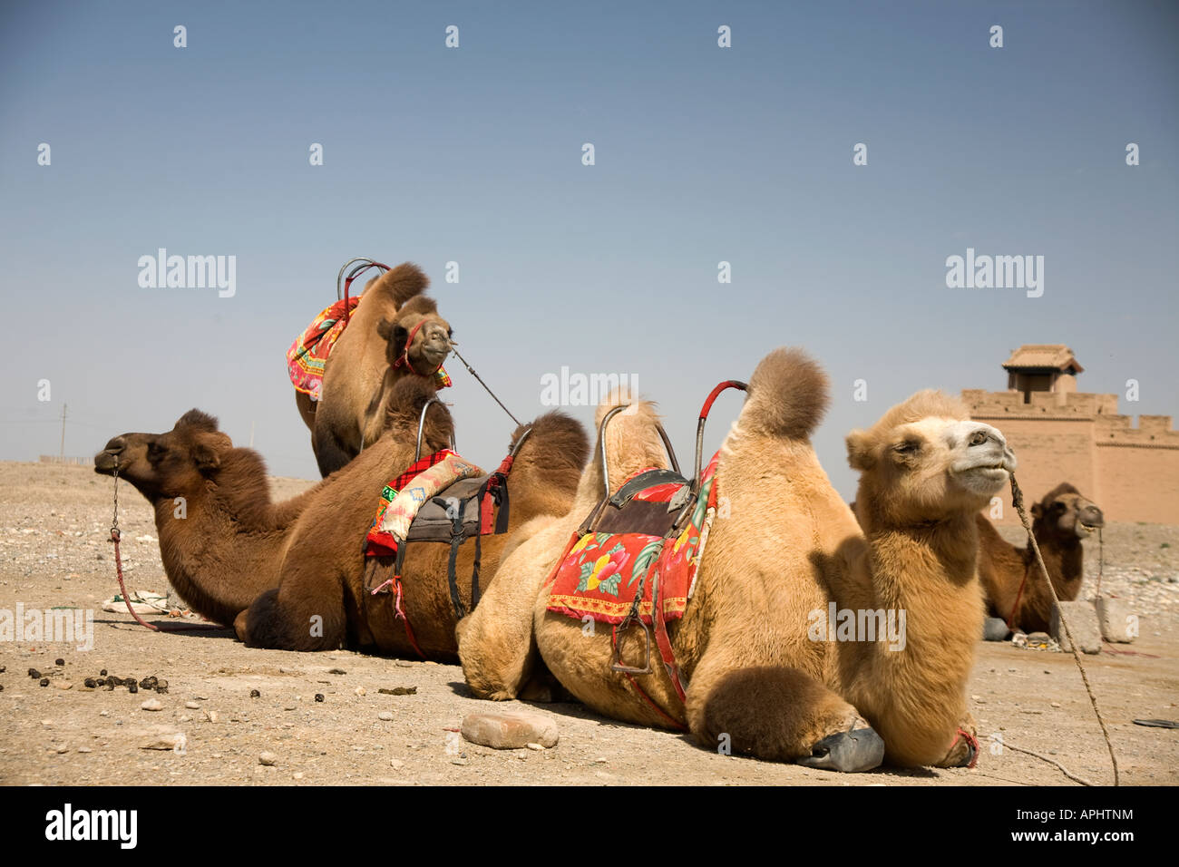 Camel route hi-res stock photography and images - Alamy