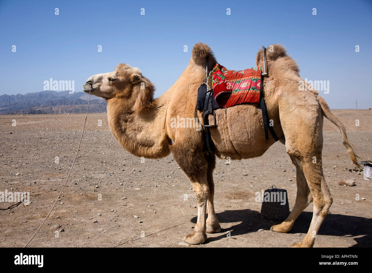 Camel route hi-res stock photography and images - Alamy