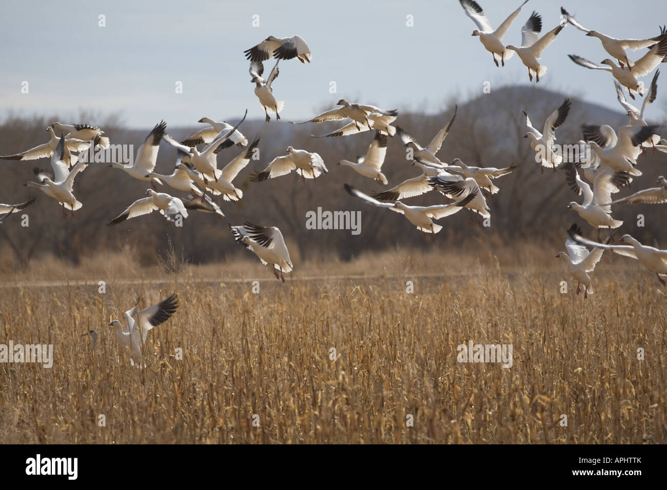 Snow Geese taking off Stock Photo - Alamy