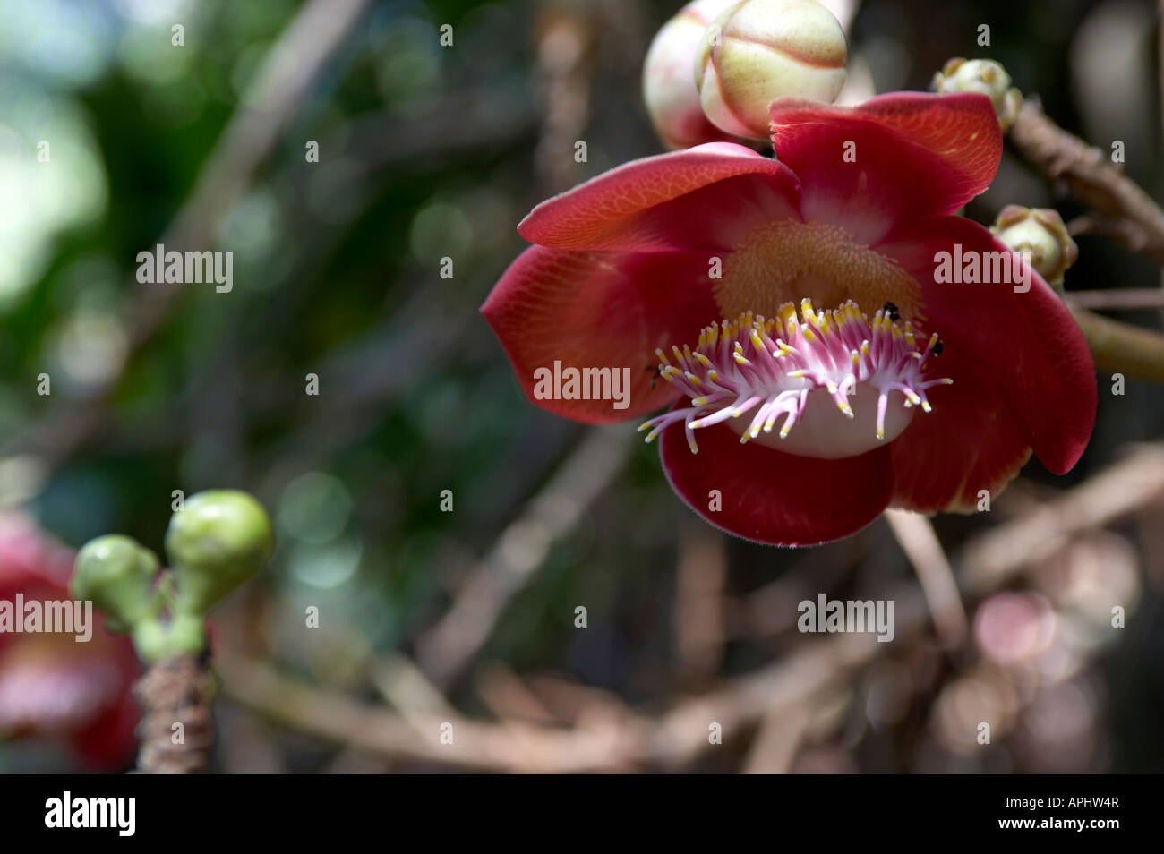 Bawa sri lanka lunuganga hi-res stock photography and images - Alamy