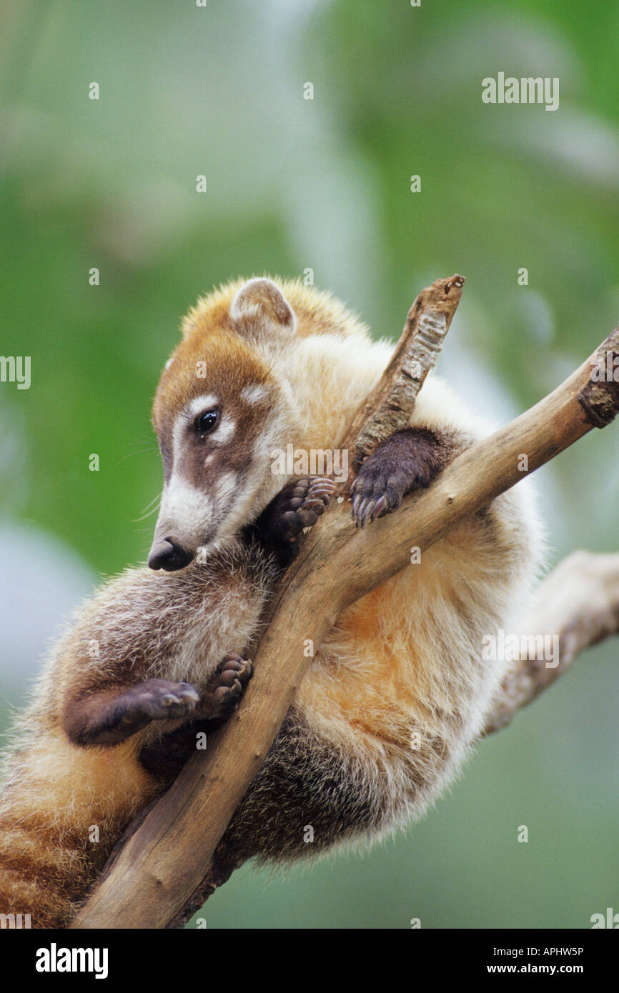 White Nosed Coati Mundi Nasua narica Belize Stock Photo - Alamy