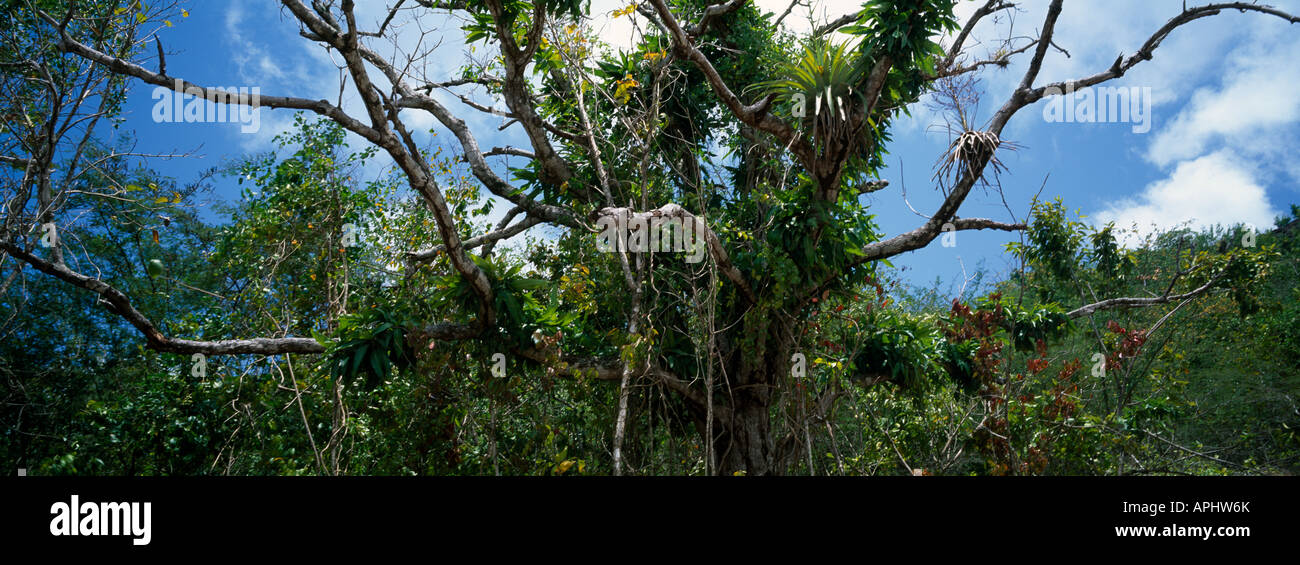 Fig Tree Hill Antigua Rainforest Plants Growing On Tree Stock Photo - Alamy