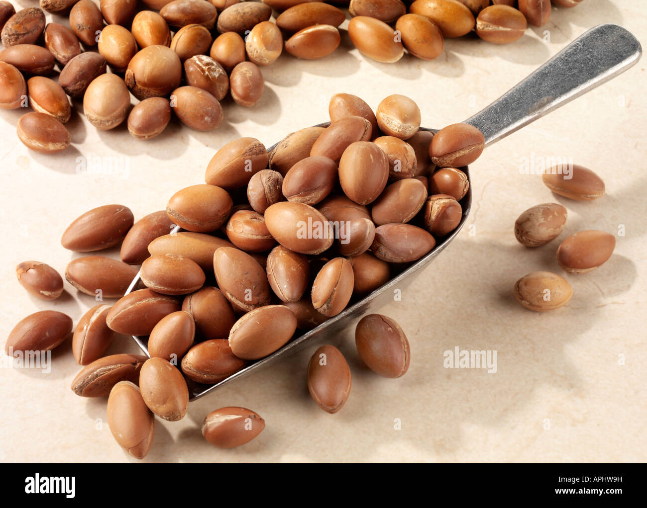 MOROCCAN ARGAN NUTS Stock Photo - Alamy