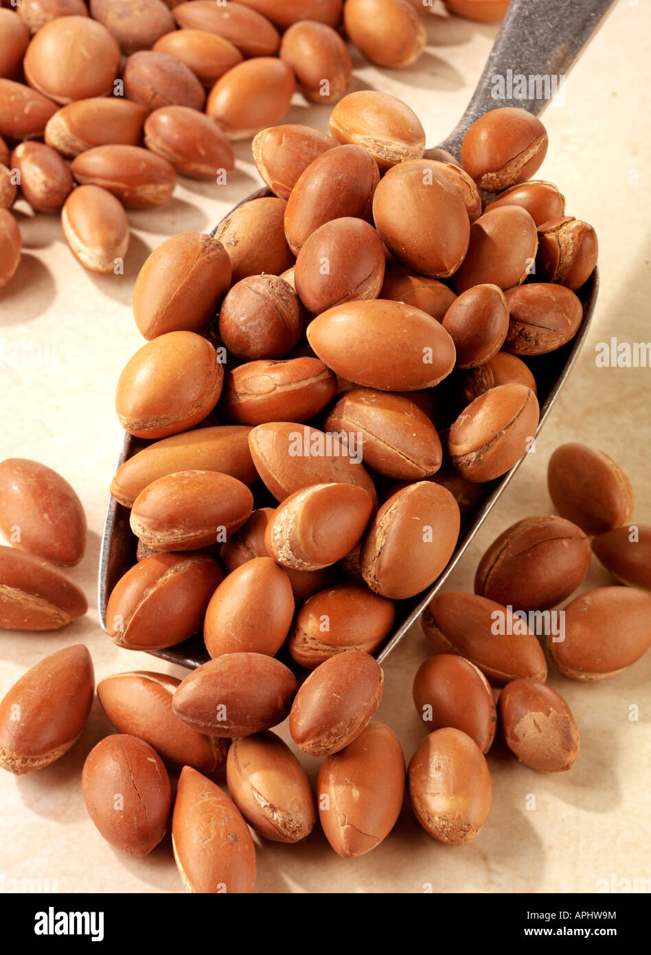MOROCCAN ARGAN NUTS Stock Photo - Alamy