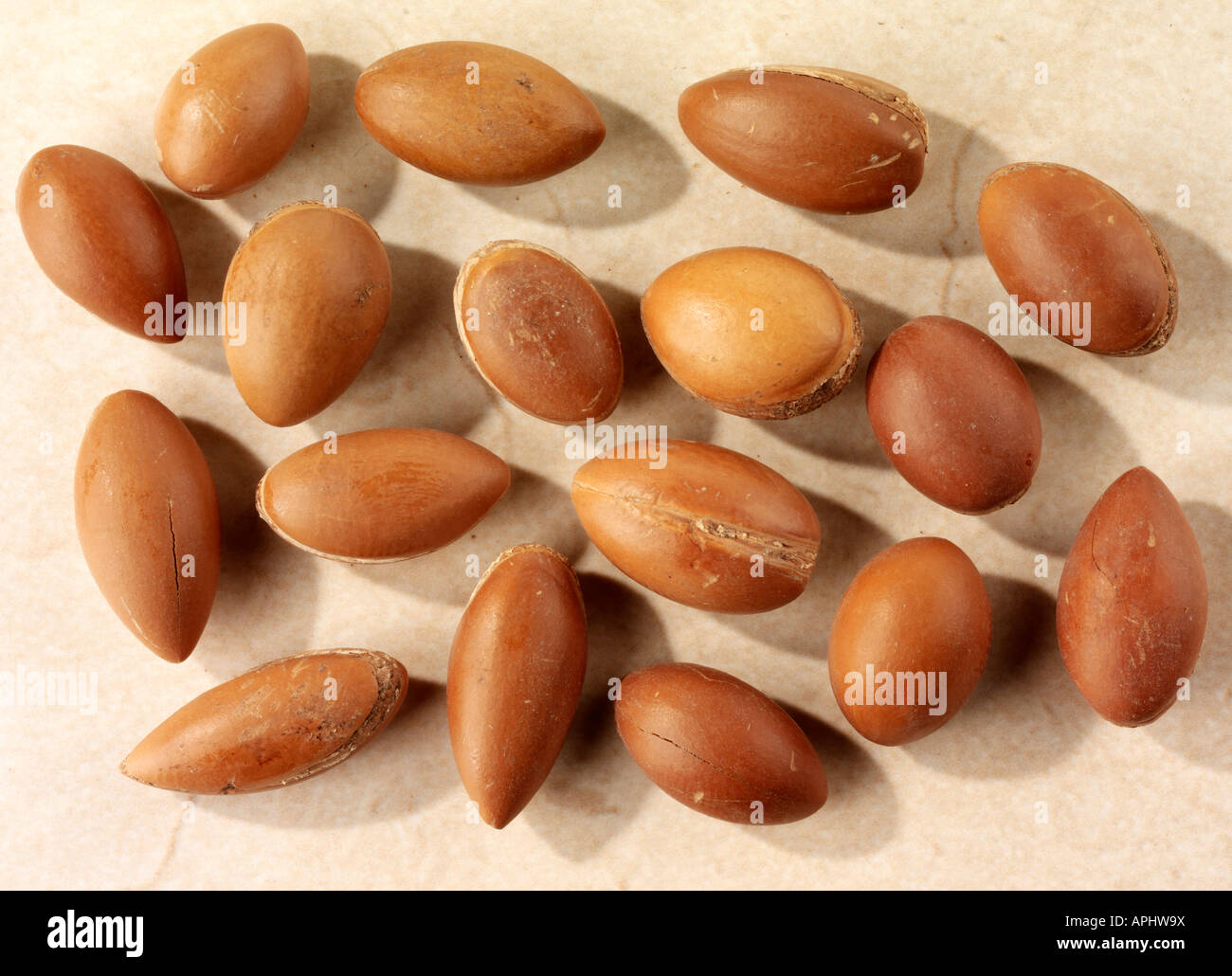 MOROCCAN ARGAN NUTS Stock Photo - Alamy