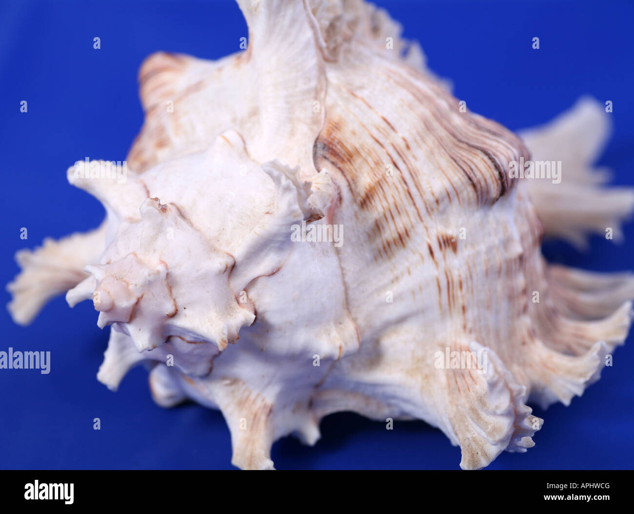 Brown seashell hi-res stock photography and images - Alamy
