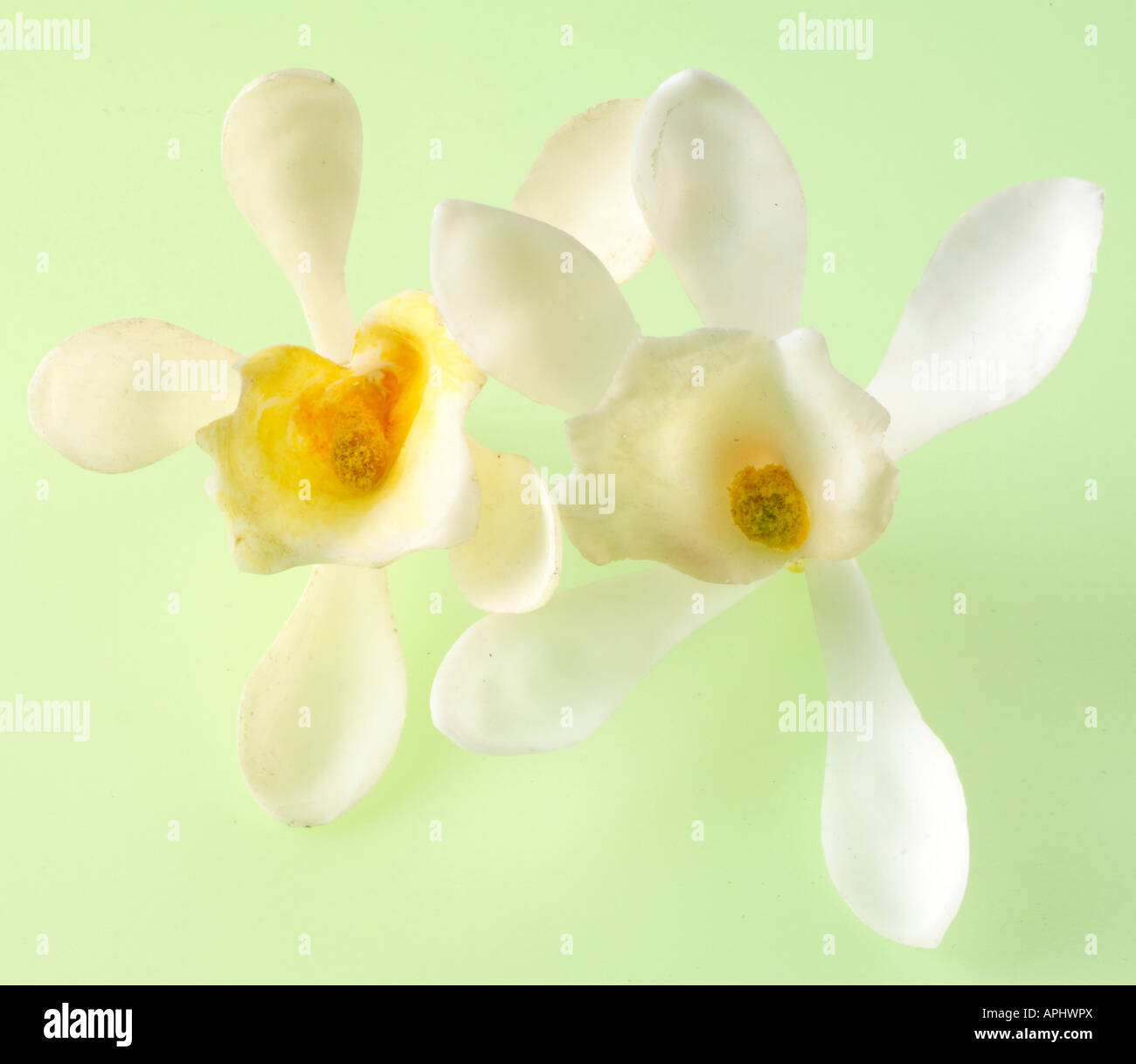 TWO VANILLA FLOWERS ON GREEN Stock Photo - Alamy