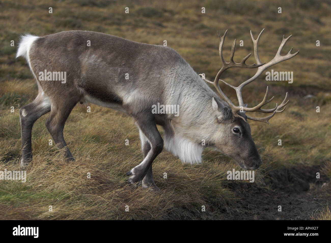 Donner the reindeer hi-res stock photography and images - Alamy
